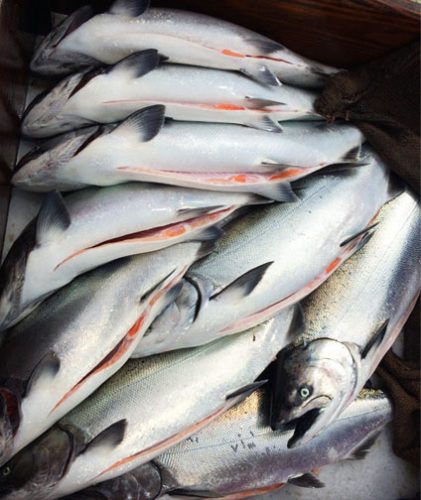 About our Yachats Seafood Restauant - Luna Sea Fish House